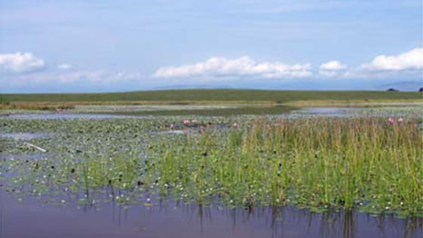 Los humedales de Bogotá | Secretaría de Cultura, Recreación y Deporte