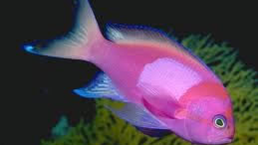 Los peces como mascotas | Secretaría de Cultura, Recreación y Deporte